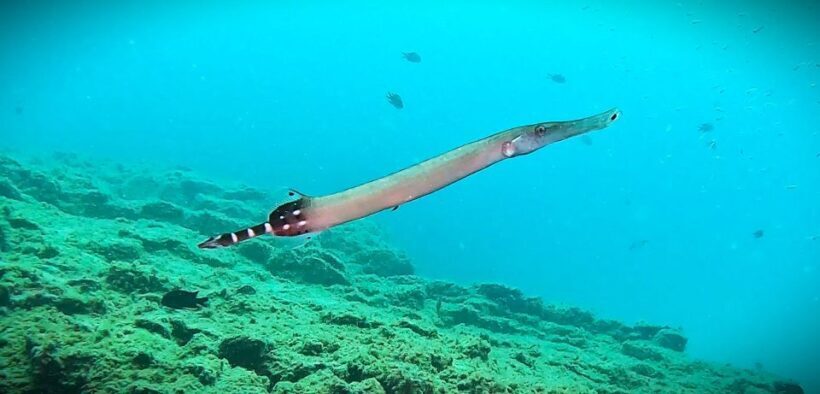 Tenerife: Private Scuba DivingCertified Instructor & Photos - The Authentic Underwater Experience