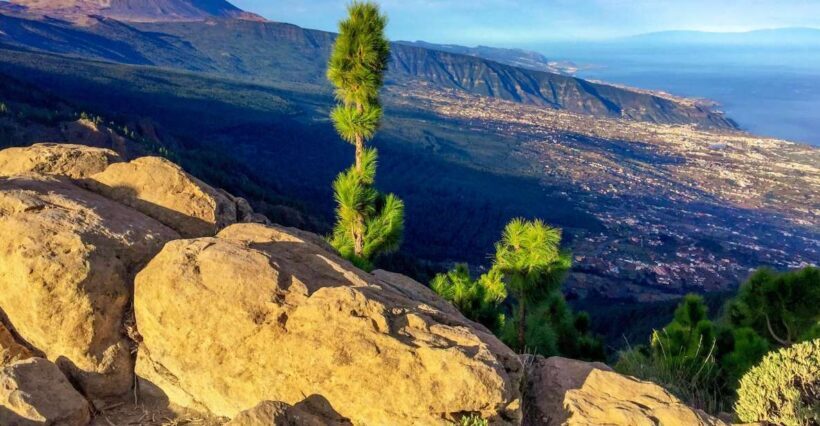 Tenerife Private Tour: Teide and Flavors of The North - Who Will Love This Tour?