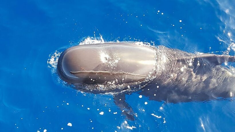 Tenerife: Sailboat Tour with Food and Snorkeling - A Closer Look at the Experience