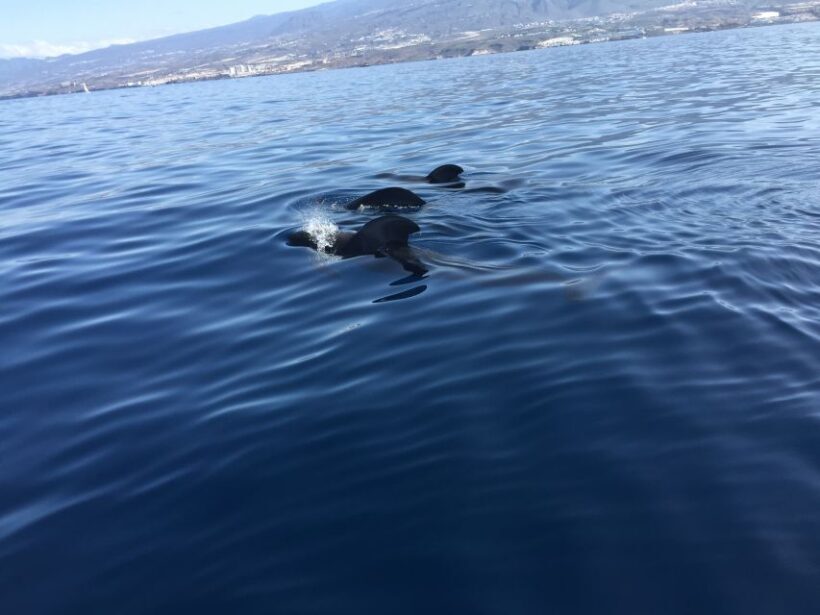 Tenerife: Sailing Excursion with Whale and Dolphin Watching - The Itinerary: How the Time Is Spent