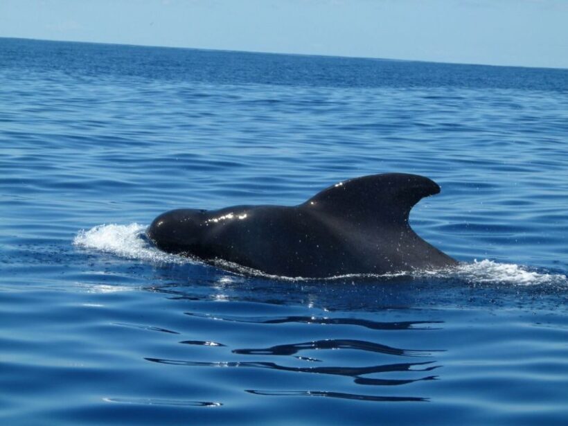 Tenerife: Sailing Excursion with Whale and Dolphin Watching - Who Is This Tour Best For?