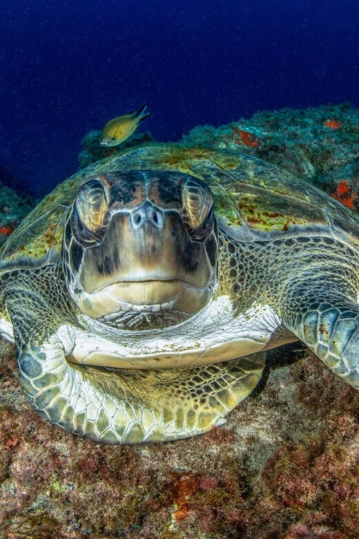 Tenerife: Scuba Diving Experience for Every Level - An Honest Look at the Tenerife Scuba Experience
