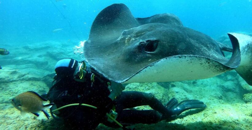 Tenerife: Scuba Diving for Certified Divers in Tenerife - An In-Depth Look at the Tenerife Scuba Diving Experience