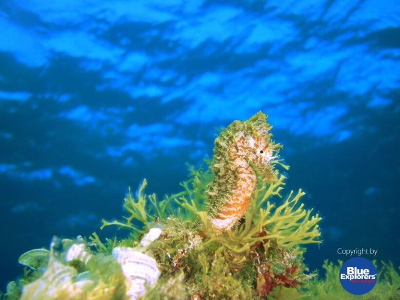 Tenerife Scuba Diving for Certified Divers - The Sum Up