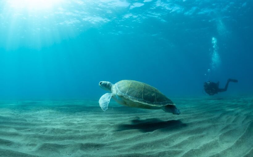 Tenerife: Scuba Diving Lesson and Abades Protected Area Dive - Key Points