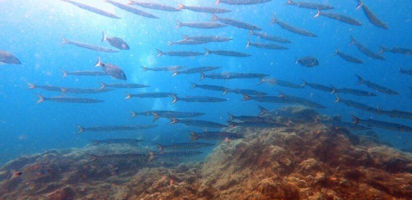 Tenerife: Scuba Diving Lesson and Abades Protected Area Dive - Who Should Consider This Experience