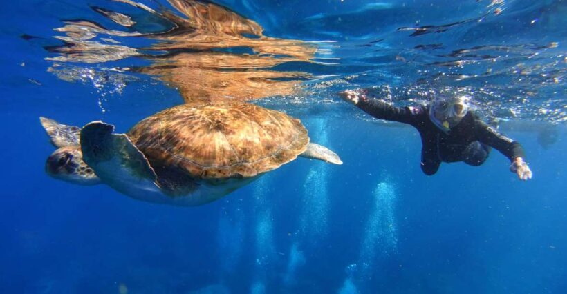 Tenerife: Snorkel with Turtles - What’s Included and What’s Not