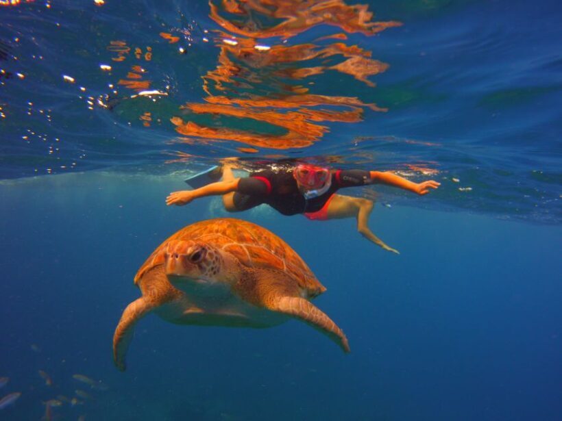 Tenerife: Snorkel with Turtles - Practical Tips for Travelers