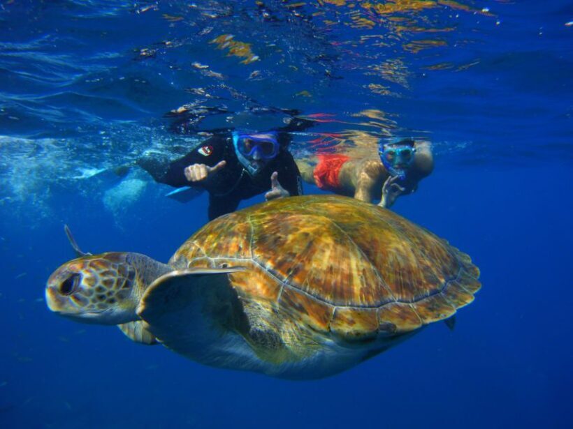 Tenerife: Snorkel with Turtles - Who should consider this tour?