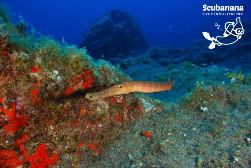 Tenerife: Snorkeling Equipment Rental in Radazul - Discovering Tenerife’s Underwater World