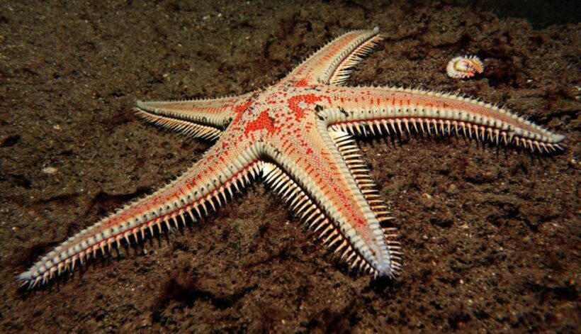 Tenerife: Snorkeling Equipment Rental in Radazul - The Charm of Radazul’s Protected Bay