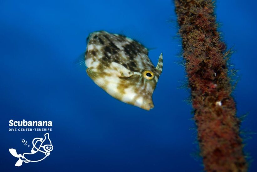 Tenerife: Snorkeling Equipment Rental in Radazul - What’s Missing — and Why It Matters