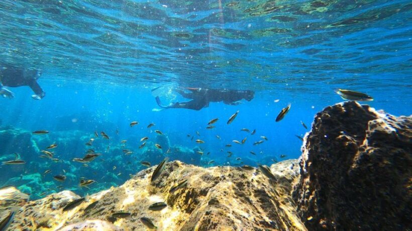 Tenerife: Snorkeling Tour in a Marine Protected Area - Group Size and Tour Logistics