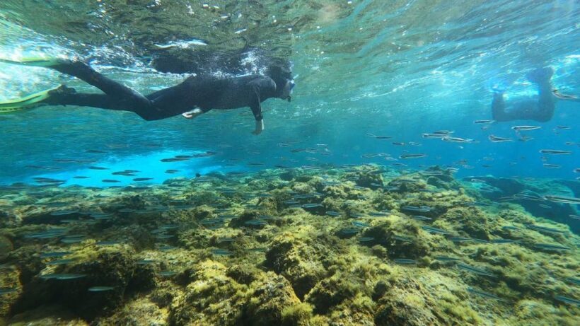 Tenerife: Snorkeling Tour in a Marine Protected Area - Reviews: Real Experiences in Their Own Words