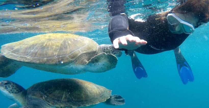 Tenerife: Snorkeling Trip in a Turtle Habitat - The Value for Money