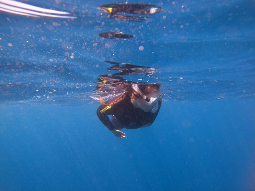 Tenerife: Snorkeling Trip in a Turtle Habitat - FAQ