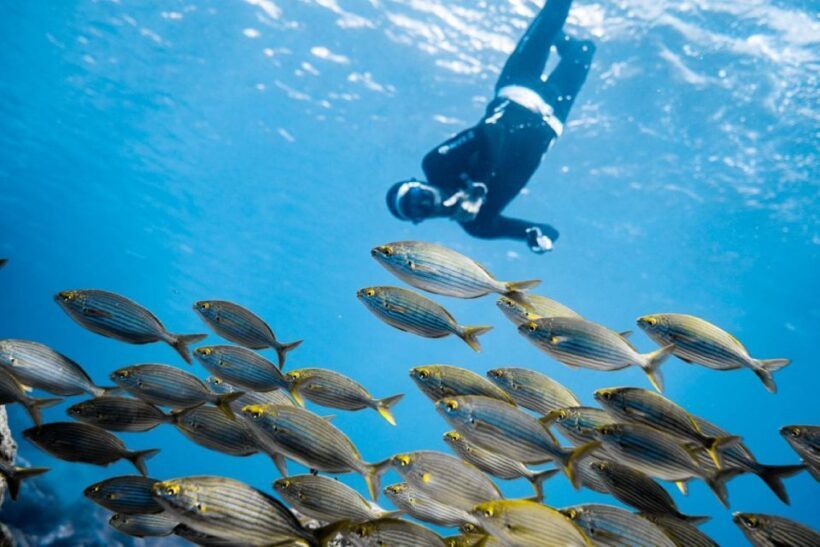 Tenerife : Snorkeling underwater with freediving Instructor - What to Expect at Every Stage