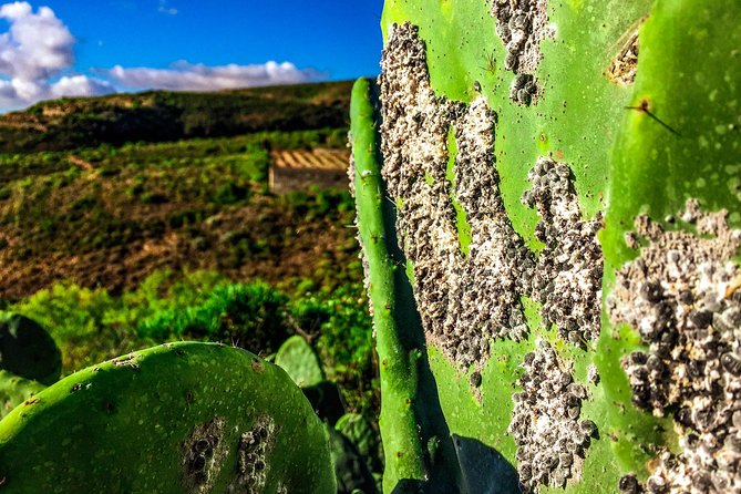 Tenerife South Private Tour: Secrets of the Volcanoes - Tour Inclusions and Amenities