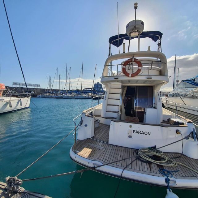 Tenerife south: safari with luxury boat , animals encounters - Key Points