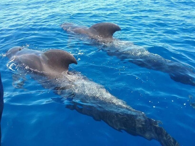 Tenerife: Teide National Park and Dolphins Sailboat Tour - Exploring Tenerife’s Land: Teide National Park