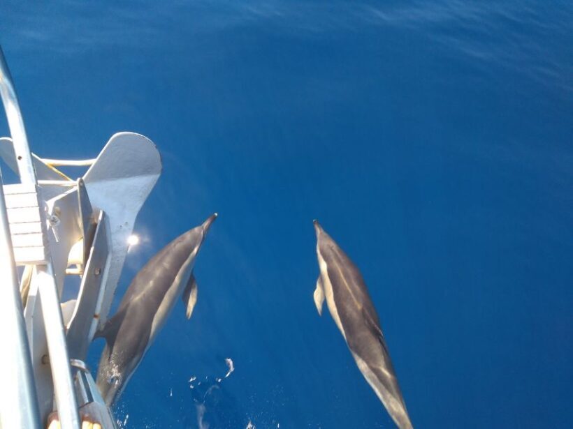 Tenerife: Teide National Park and Dolphins Sailboat Tour - Who Is This Tour Ideal For?