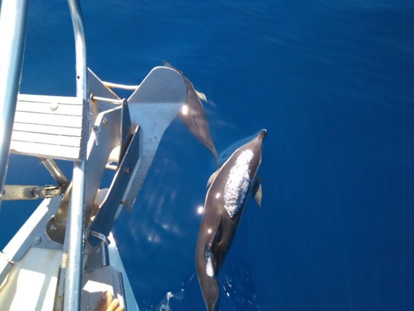 Tenerife: Teide National Park and Dolphins Sailboat Tour - Final Thoughts