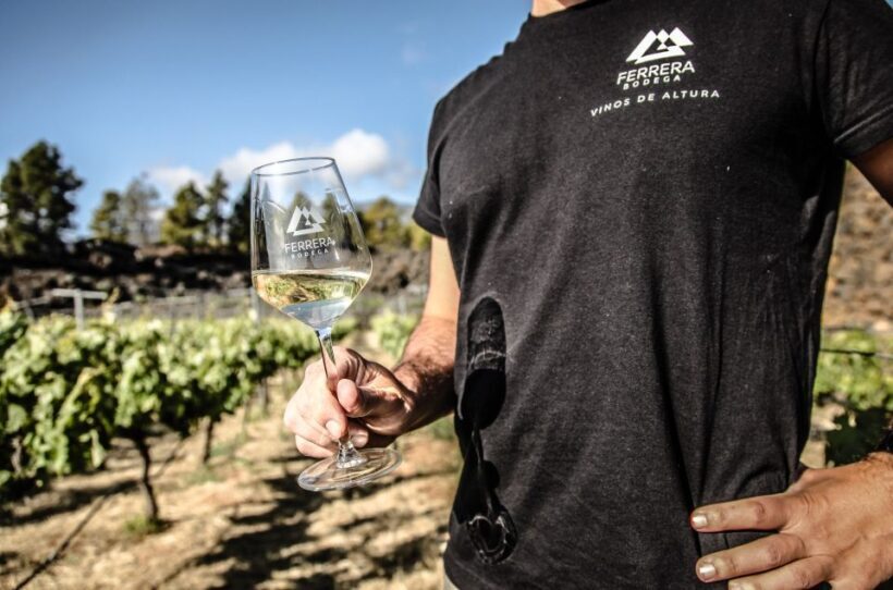 Tenerife: Tour of an Organic Vineyard with Tasting & Snacks - Key Points