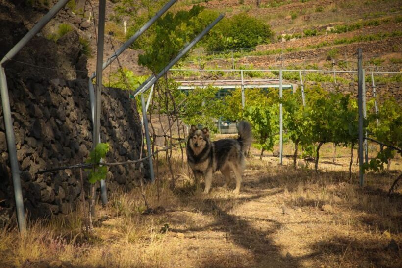 Tenerife: Tour of an Organic Vineyard with Tasting & Snacks - A Deep Dive Into the Experience