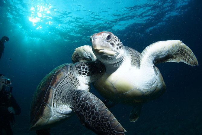 Tenerife Turtle and Snorkel Tour From Costa Adeje - Key Points