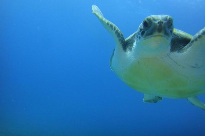 Tenerife Turtle and Snorkel Tour From Costa Adeje - Experience Highlights