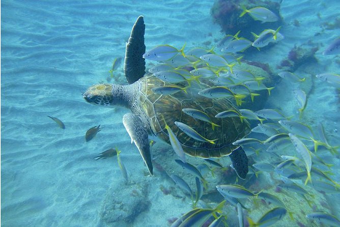 Tenerife Turtle and Snorkel Tour From Costa Adeje - Safety Considerations