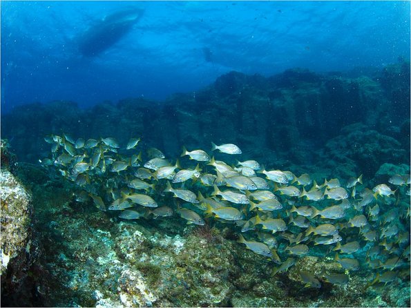 Tenerife Turtle and Snorkel Tour From Costa Adeje - Accessibility Information