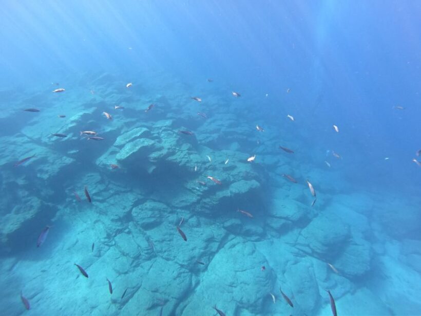 Tenerife: Underwater Lava Tongues Snorkel Excursion - FAQ