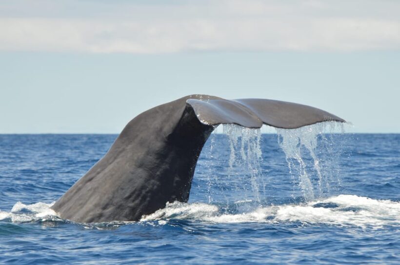 Tenerife: Whale and Dolphin Watching Boat Tour - Tenerife: Whale and Dolphin Watching Boat Tour