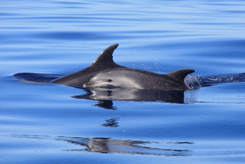 Tenerife: Whale and Dolphin Watching Boat Tour - Key Points