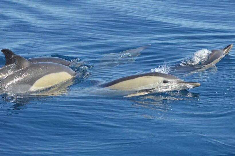 Tenerife: Whale and Dolphin Watching Boat Tour - What You’ll Experience During the Tour