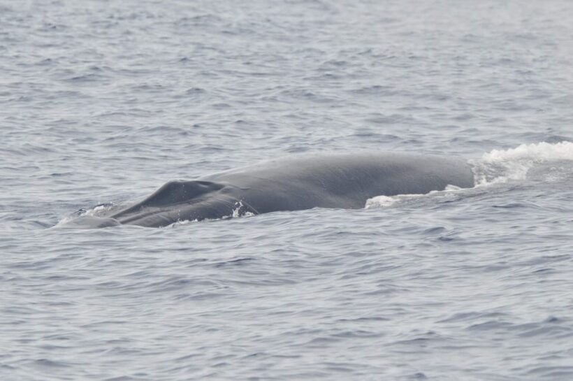 Tenerife: Whale and Dolphin Watching Boat Tour - The Sum Up