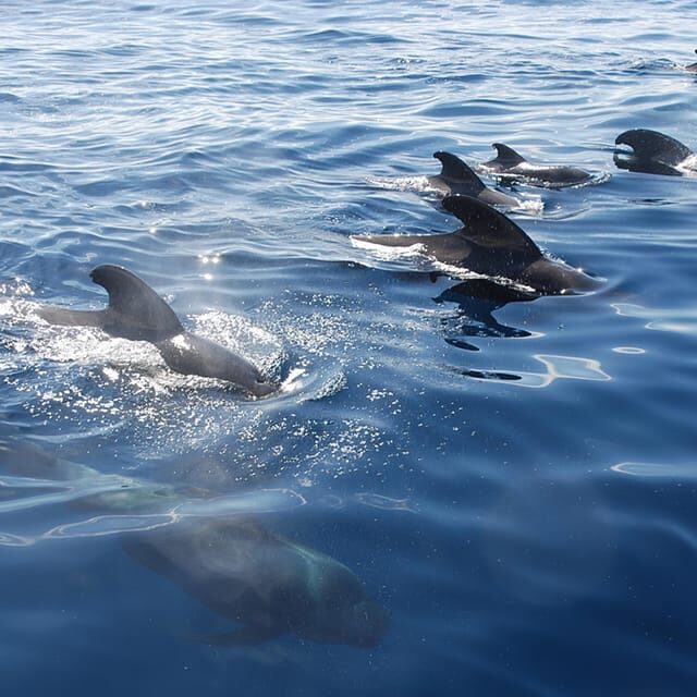 Tenerife: Whale and Dolphin Watching Boat Tour - An Introduction to the Experience