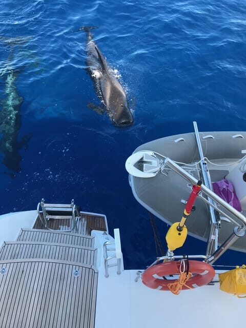 Tenerife: Whale and Dolphin Watching Boat Tour - What’s Included and What’s Not