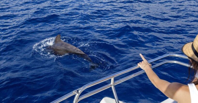 Tenerife: Whale and Dolphin Watching Tour by Sailboat - Key Points