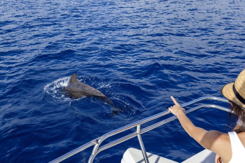 Tenerife: Whale and Dolphin Watching Tour by Sailboat - The Itinerary: What to Expect