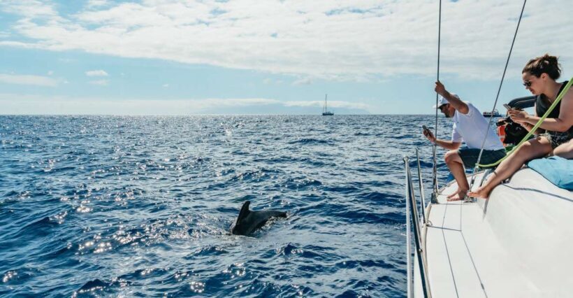 Tenerife: Whale & Dolphin Watching with Drinks and Snacks - Key Points