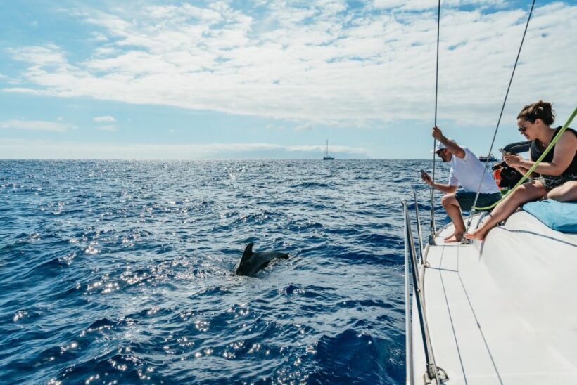 Tenerife: Whale & Dolphin Watching with Drinks and Snacks - FAQs