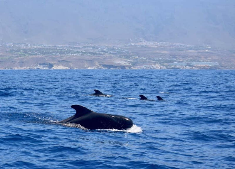Tenerife Whale Watching and Snorkeling Yacht Trip - Marine Wildlife and the Real Chances of Sightings