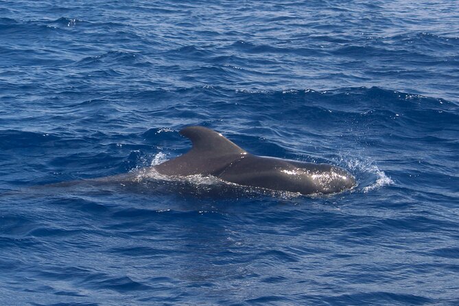 Tenerife Whale Watching and Snorkeling Yacht Trip - Wildlife Sightings and Expectations