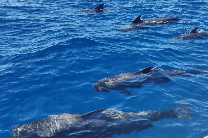 Tenerife Whale Watching and Snorkeling Yacht Trip - Booking and Cancellation Policies