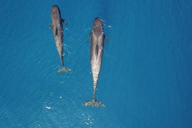 Tenerife Whale Watching on Private Charter - Key Reasons to Choose Tenerife Whale Watching on Private Charter