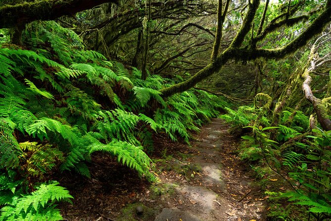 Tenerife Wonder Walk - Traveler Reviews and Experiences