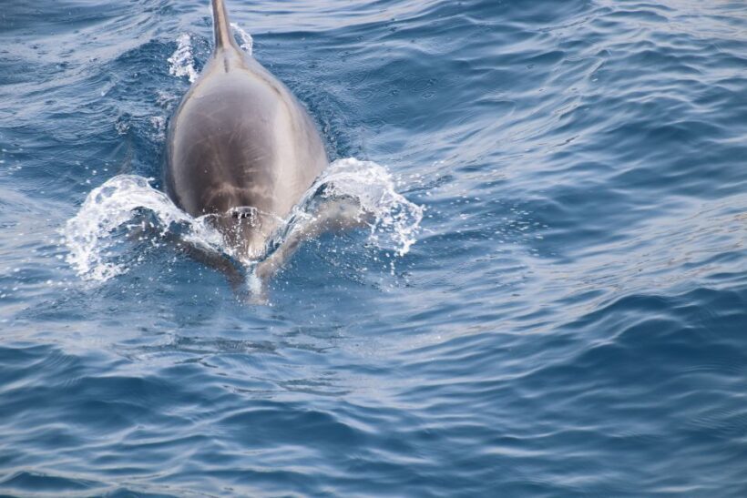 Tenerife:Respectful Whale Watching, Pirate Ship, & Swim - An Authentic Sailing Adventure with Marine Encounters