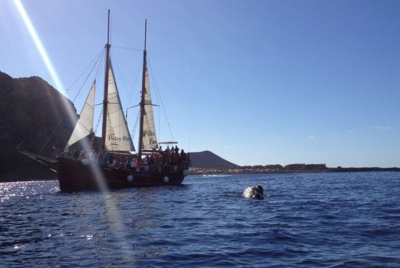 Tenerife:Respectful Whale Watching, Pirate Ship, & Swim - Final Thoughts: Who Will Love This Tour?